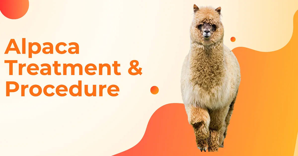 Alpaca Pet Health Guide | Diet, Habitat, & Management
