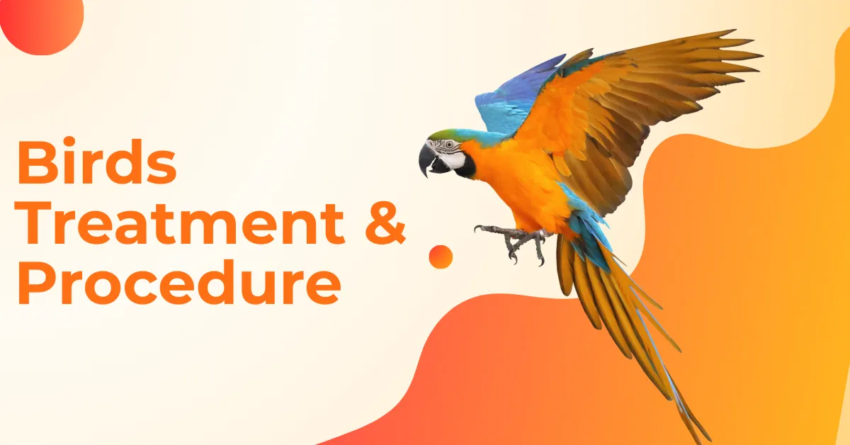 Guide to Bird Pet Treatments & Common Care Procedures