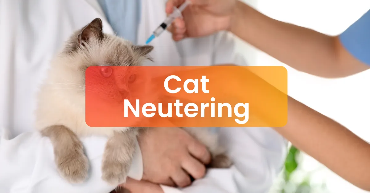 Cat Neutering | Vet Subang Jaya – Safe Spay & Castrate