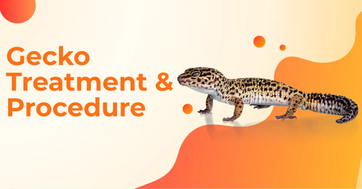 Gecko Pet Health Guide | Diet, Habitat, & Common Illnesses
