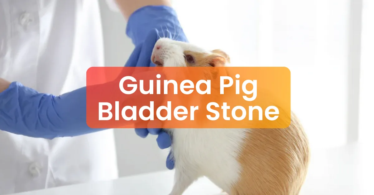 Guinea Pig Bladder Stone Procedure | Vet Clinic Subang Jaya