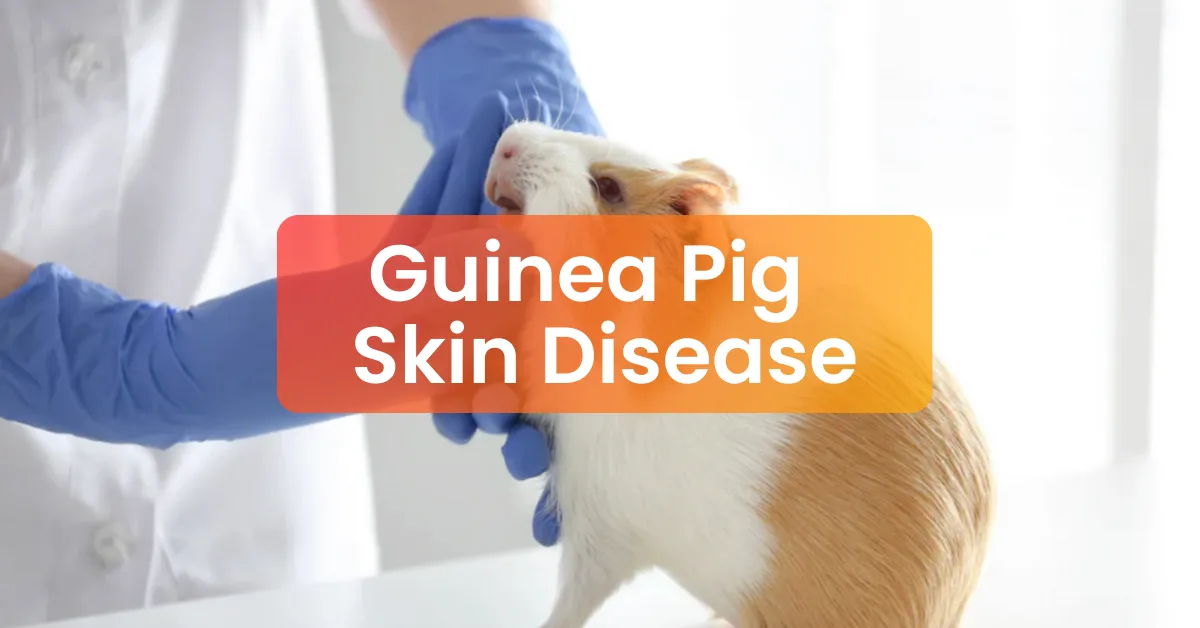 Guinea Pig Skin Disease Treatment | Vet Clinic Subang Jaya