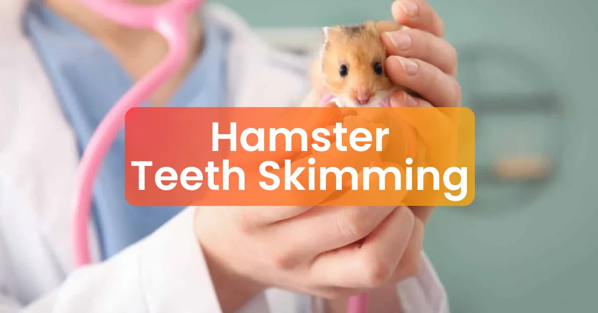 Hamster Teeth Skimming | Vet Subang Jaya – Fast Relief Care