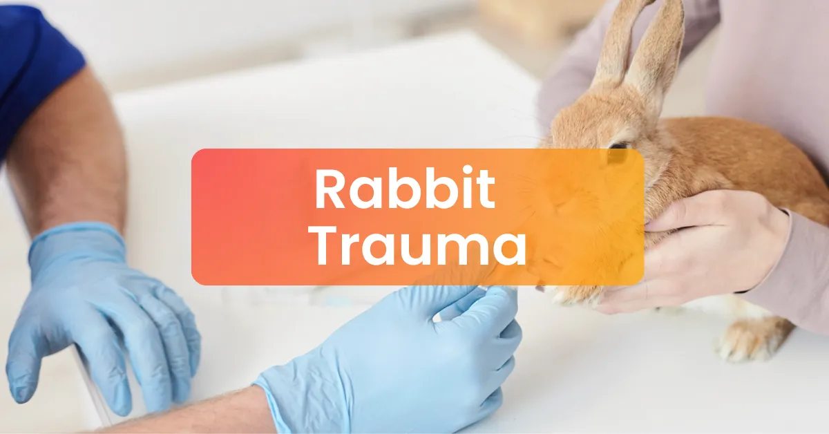 Rabbit Trauma Treatment | Veterinary Clinic Subang Jaya