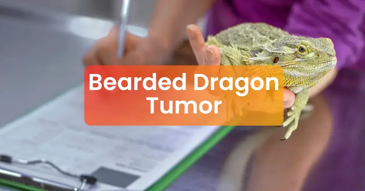 Bearded Dragon Tumor Guide | Types, Symptoms and Treatment