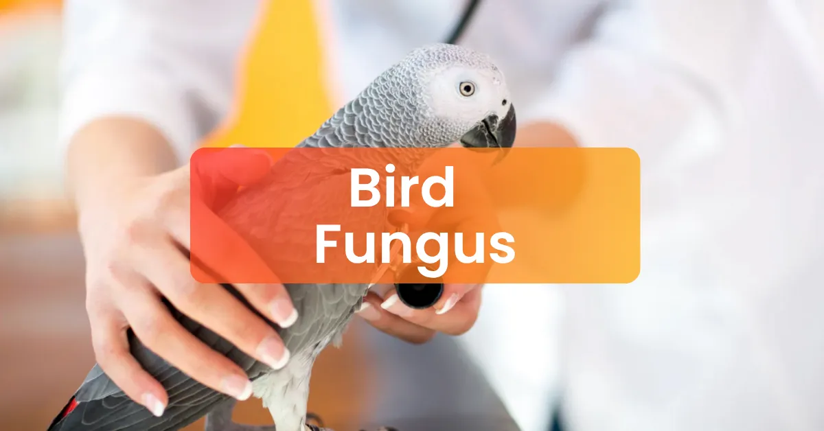 Bird Fungus Infections | Symptoms, Causes & Treatment Guide