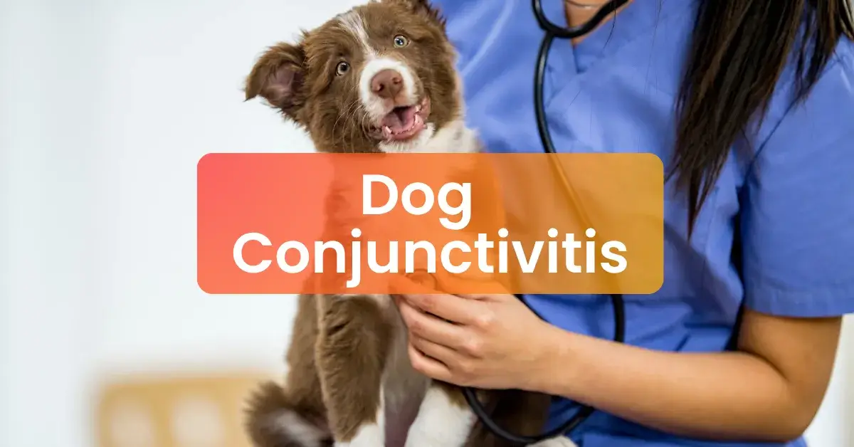 Dogs Conjunctivitis | Symptoms, Causes and Care Tips