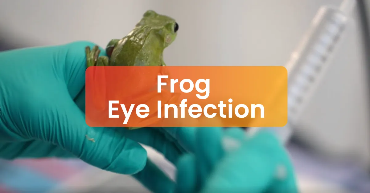 Frog Eye Infection | Causes, Symptoms & Treatment Guide