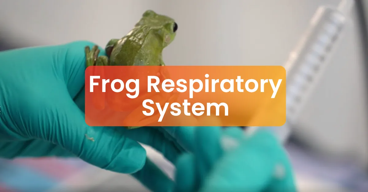 Frog Respiratory Illness | Symptoms, Causes & Full Care Plan