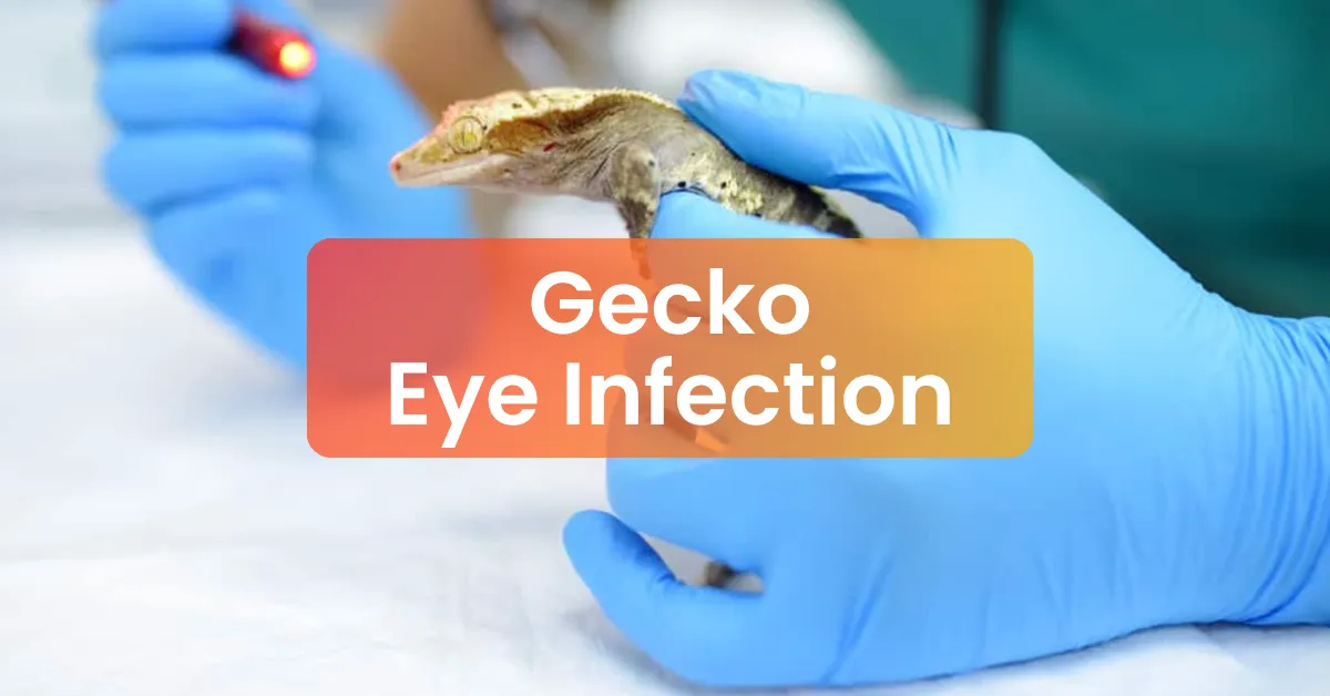 Gecko Eye Infection | Symptoms and Treatment Guide