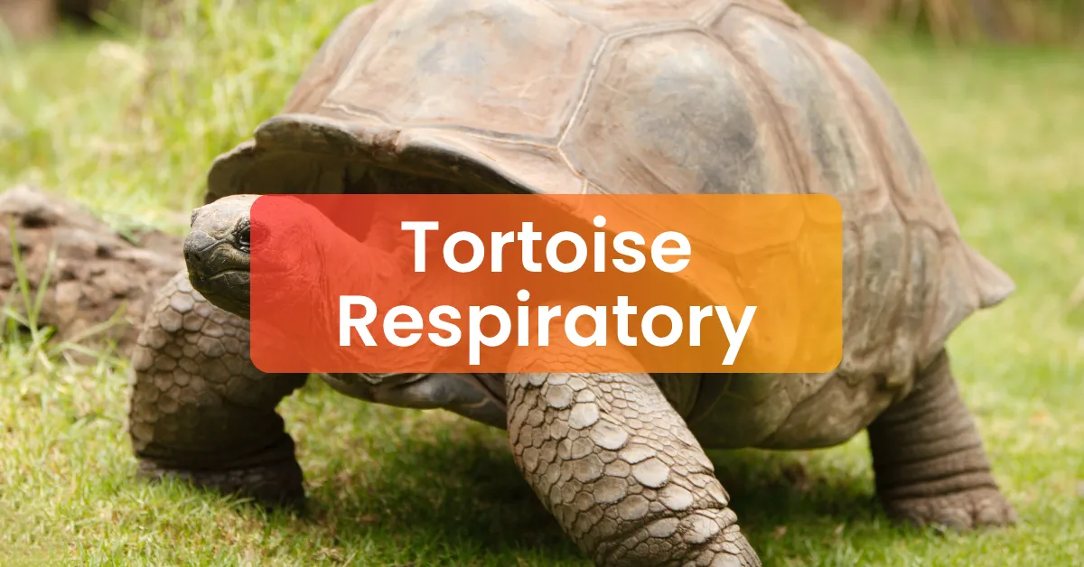 Tortoise Respiratory Illness | Symptoms, Causes & Full Care